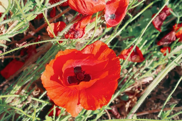 Moroccan poppy Stock Photos, Royalty Free Moroccan poppy Images ...