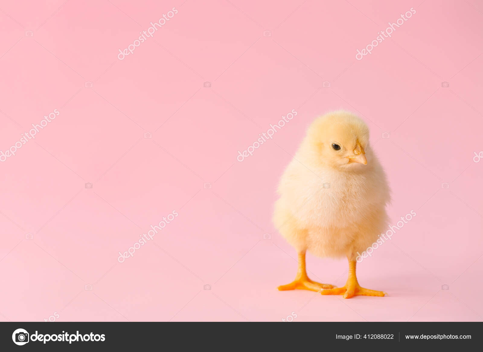 Cute Little Chick Color Background Stock Photo by ©serezniy 412088022