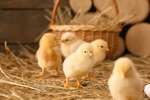 Baby chicks farm Stock Photos, Royalty Free Baby chicks farm Images ...