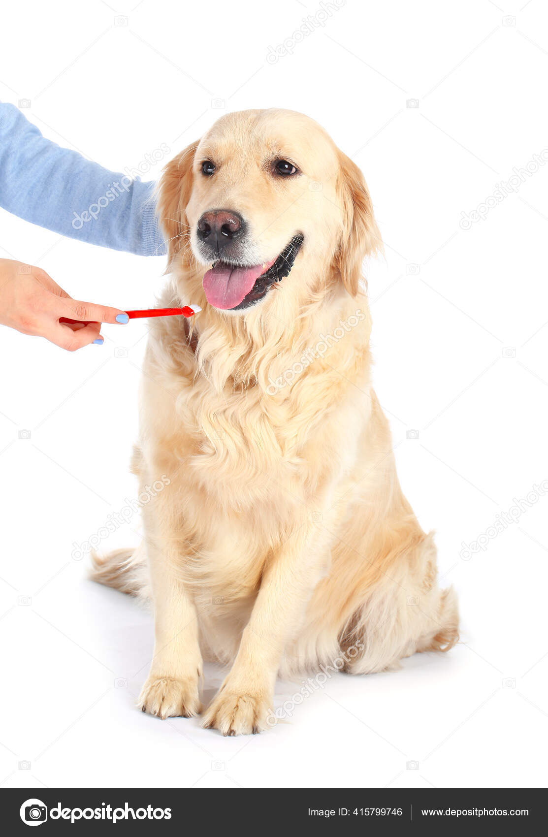 Owner Brushing Teeth Cute Dog White Background Stock Photo by ©serezniy ...