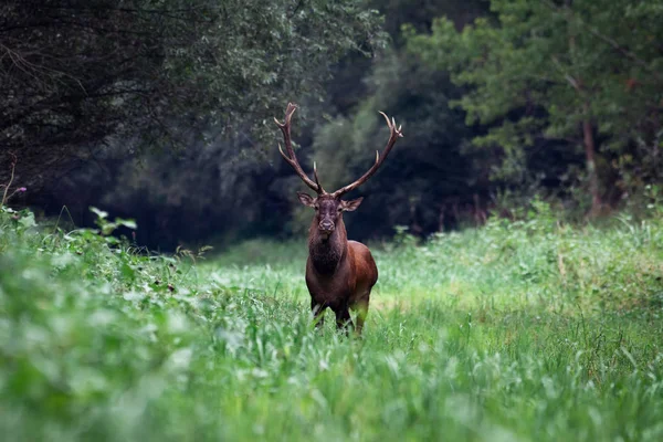 Skydd vild natur Stock Photos, Royalty Free Skydd vild natur Images ...