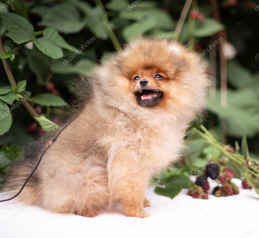 Hermoso perro naranja - pomeranian Spitz. cachorro pomeranian perro ...