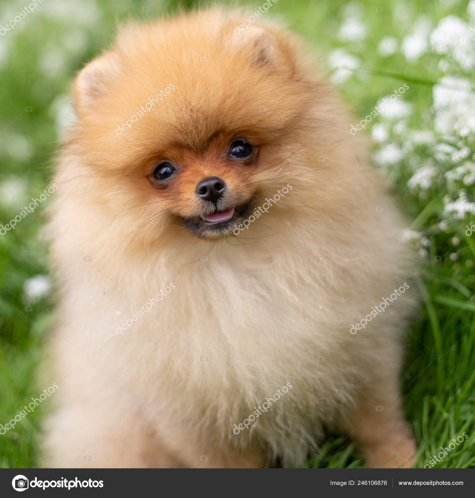 Hermoso perro naranja - pomeranian Spitz. cachorro pomeranian perro ...