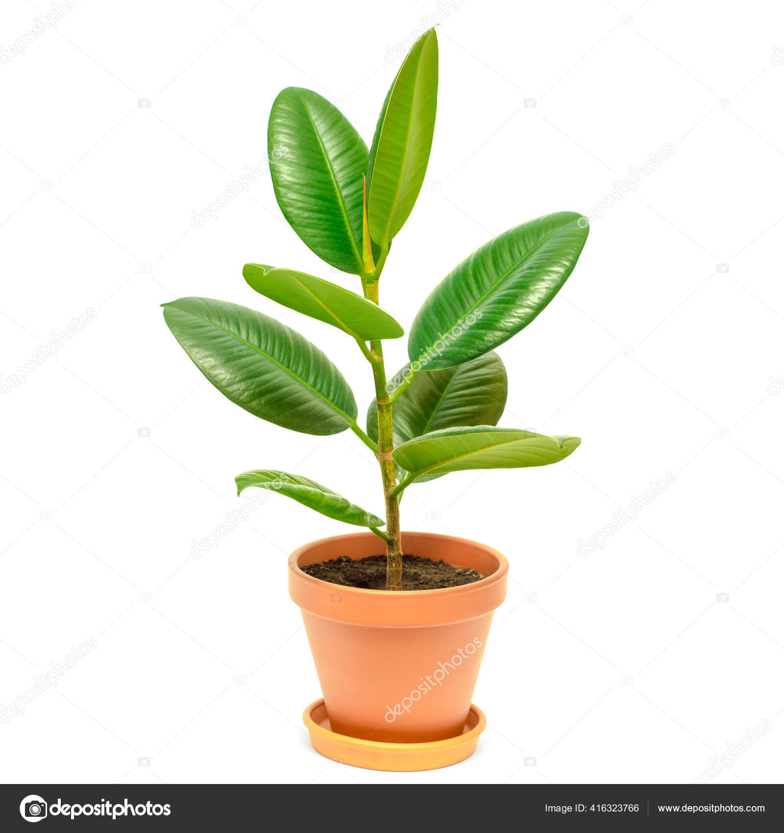 Ficus Maceta Aislada Sobre Fondo Blanco — Foto de stock #416323766 ...