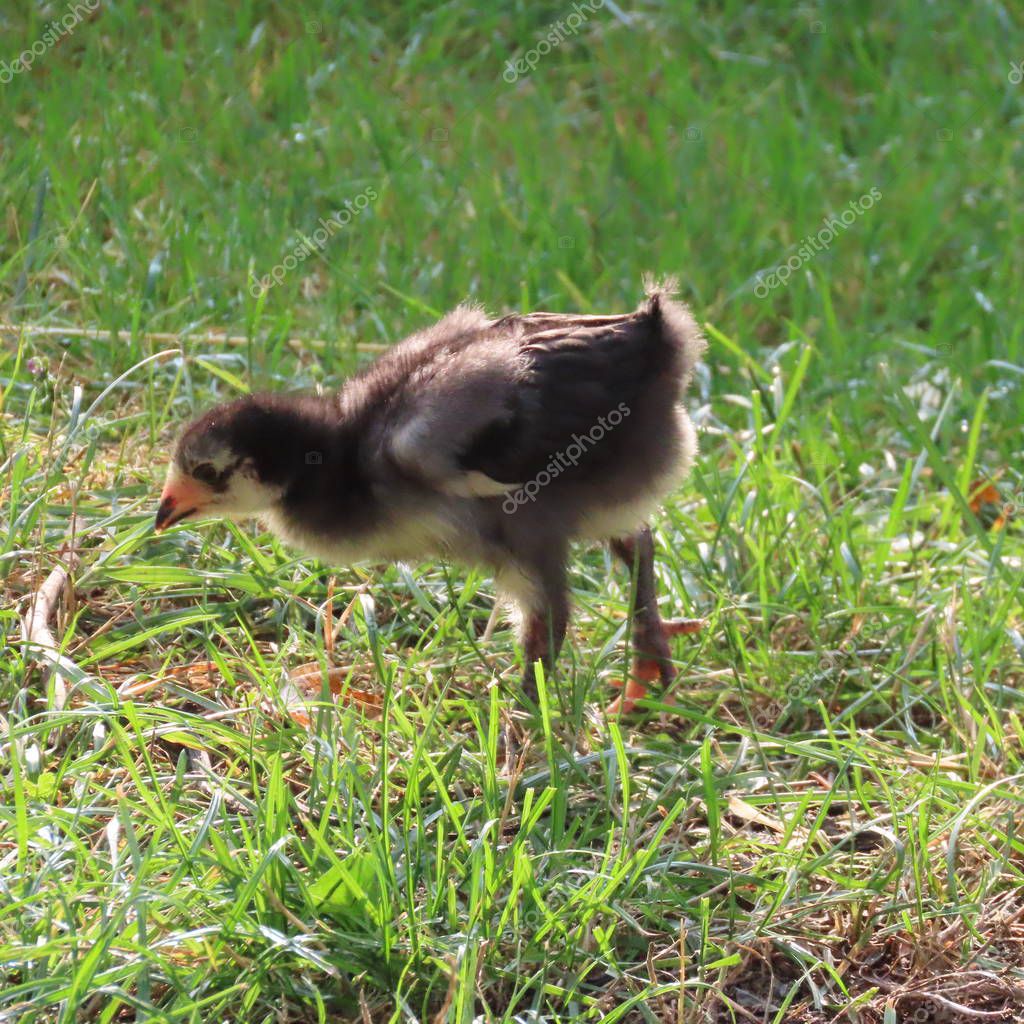lindo pollito, pollitos de pollo, por supuesto, vivir en la naturaleza 2024