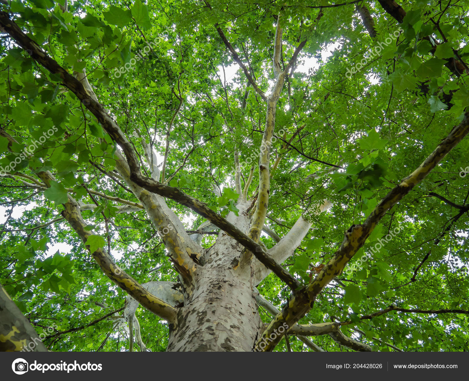 Big Sycamore Tree Shot Trunk Crown — Stock Photo © Trimitrius #204428026