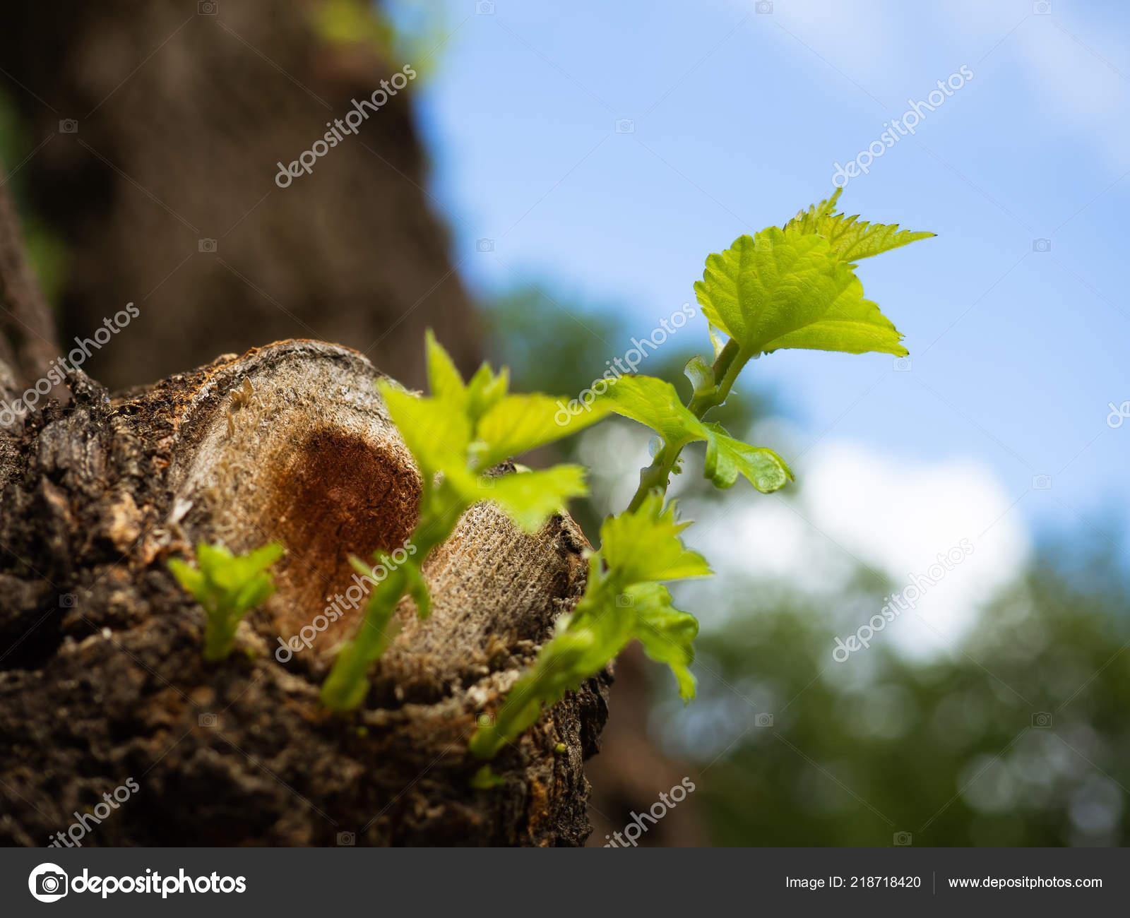 Fresh Tree Saplings Growing Out Cut Branch — Stock Photo © Trimitrius ...