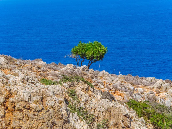 Lonely tree at tossa de mar on sunrise Stock Photos, Royalty Free ...