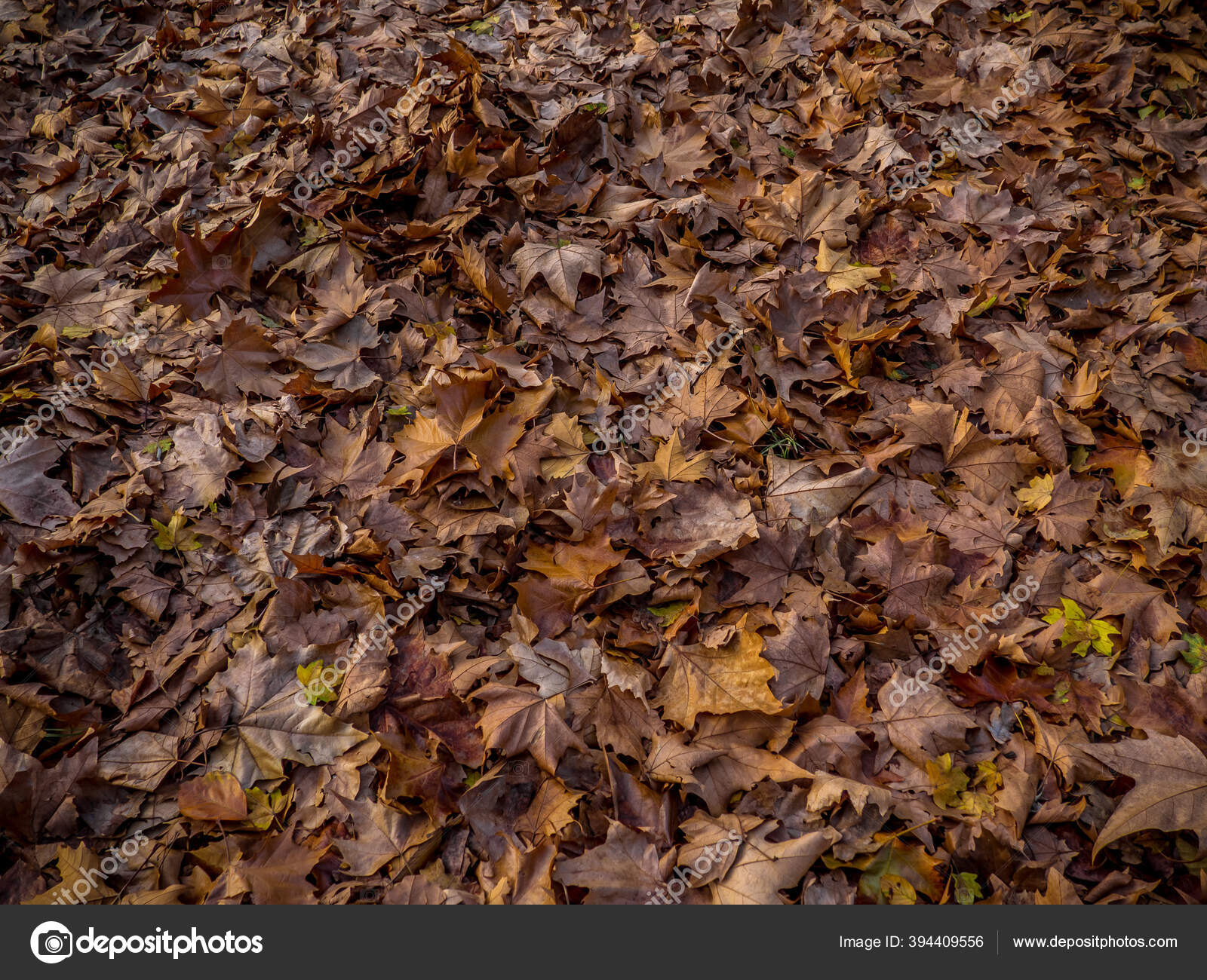 Ground Full Fallen Brown Leaves Autumn — Stock Photo © Trimitrius ...