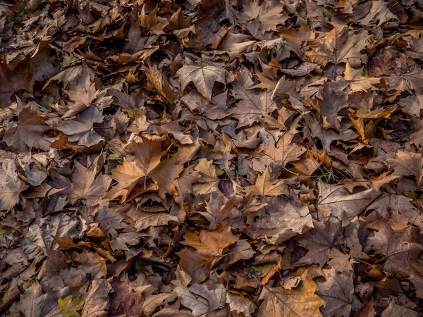 Ground Full Fallen Brown Leaves Autumn — Stock Photo © Trimitrius ...