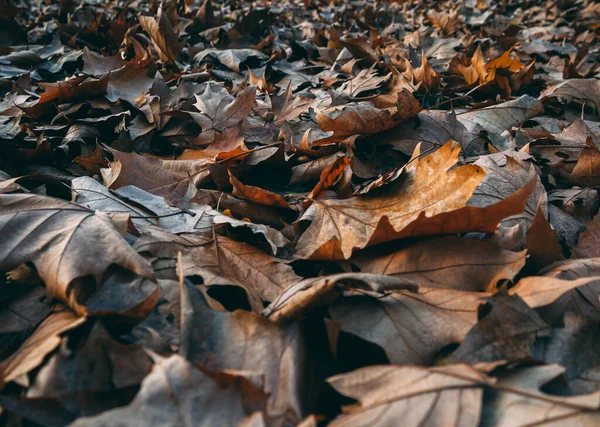 Ground Full Fallen Brown Leaves Autumn — Stock Photo © Trimitrius ...