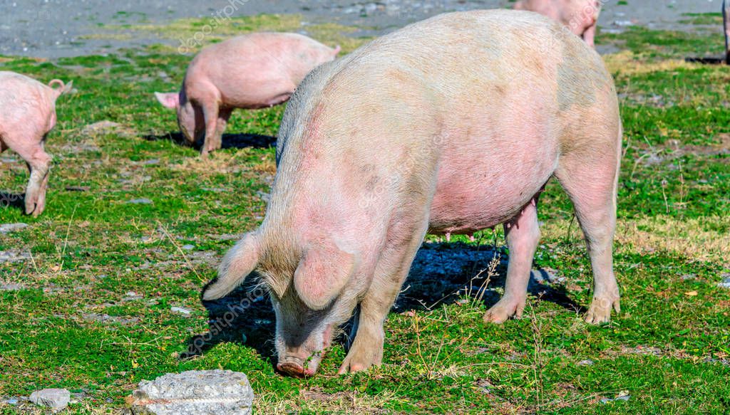 Cerdo de pastoreo libre en una granja ecológica tradicional. 2022