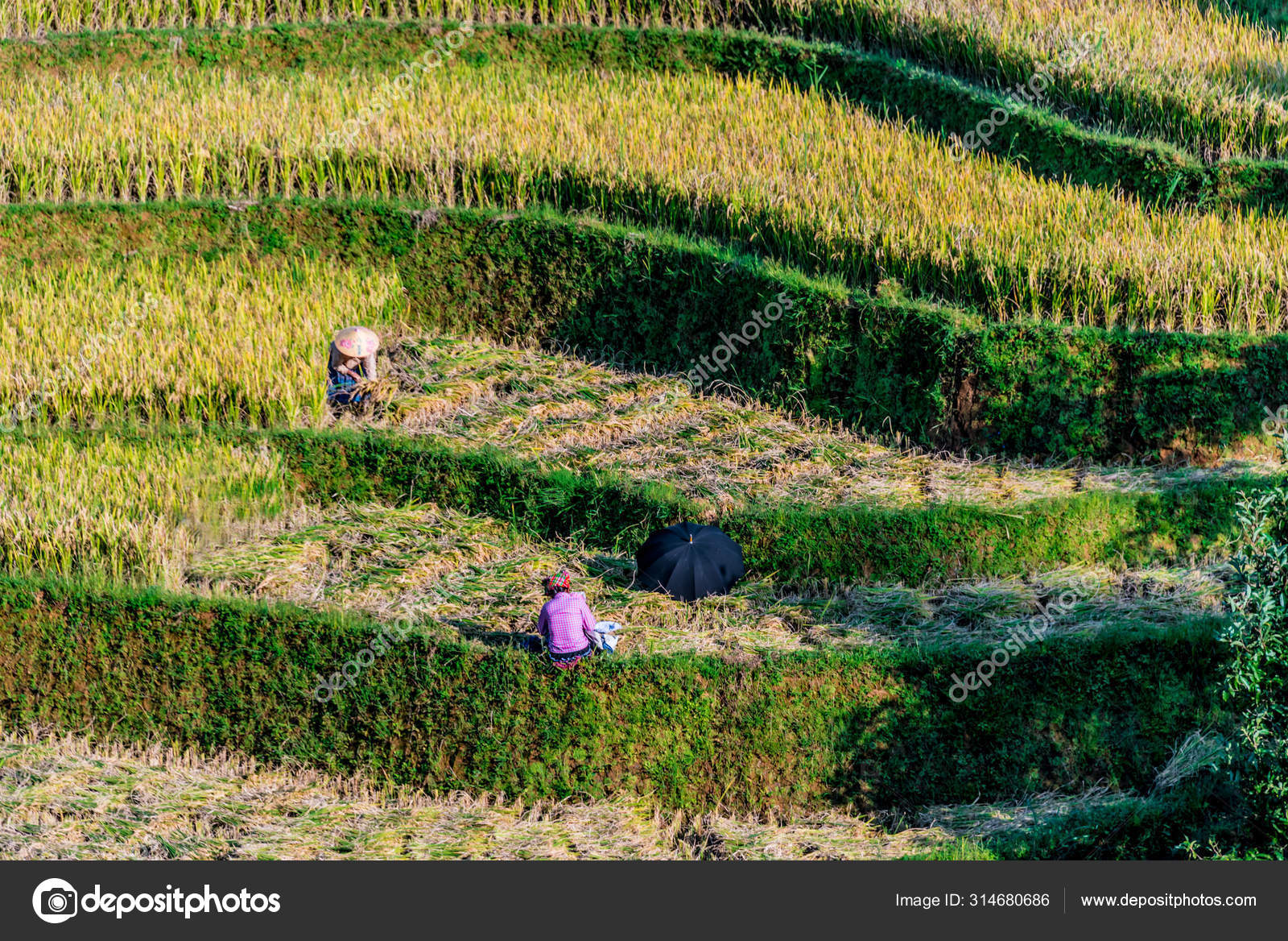 Labor Intensive Agriculture