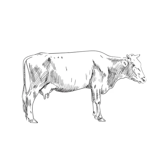 Tehén rajz Stock vektorok, Tehén rajz Jogdíjmentes illusztrációk ...