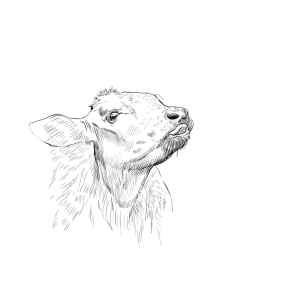 Cow face sketch Stock Photos, Royalty Free Cow face sketch Images ...