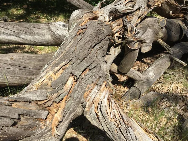 Dead tree in australia Stock Photos, Royalty Free Dead tree in ...