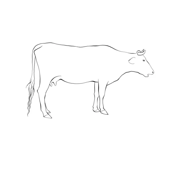 Simple Cow Line Drawing