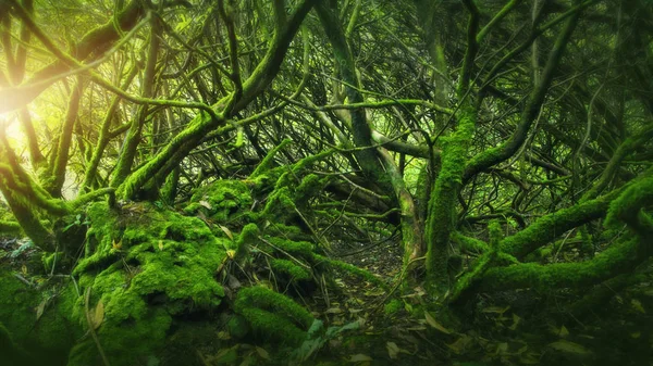 Ireland Forest Wallpaper