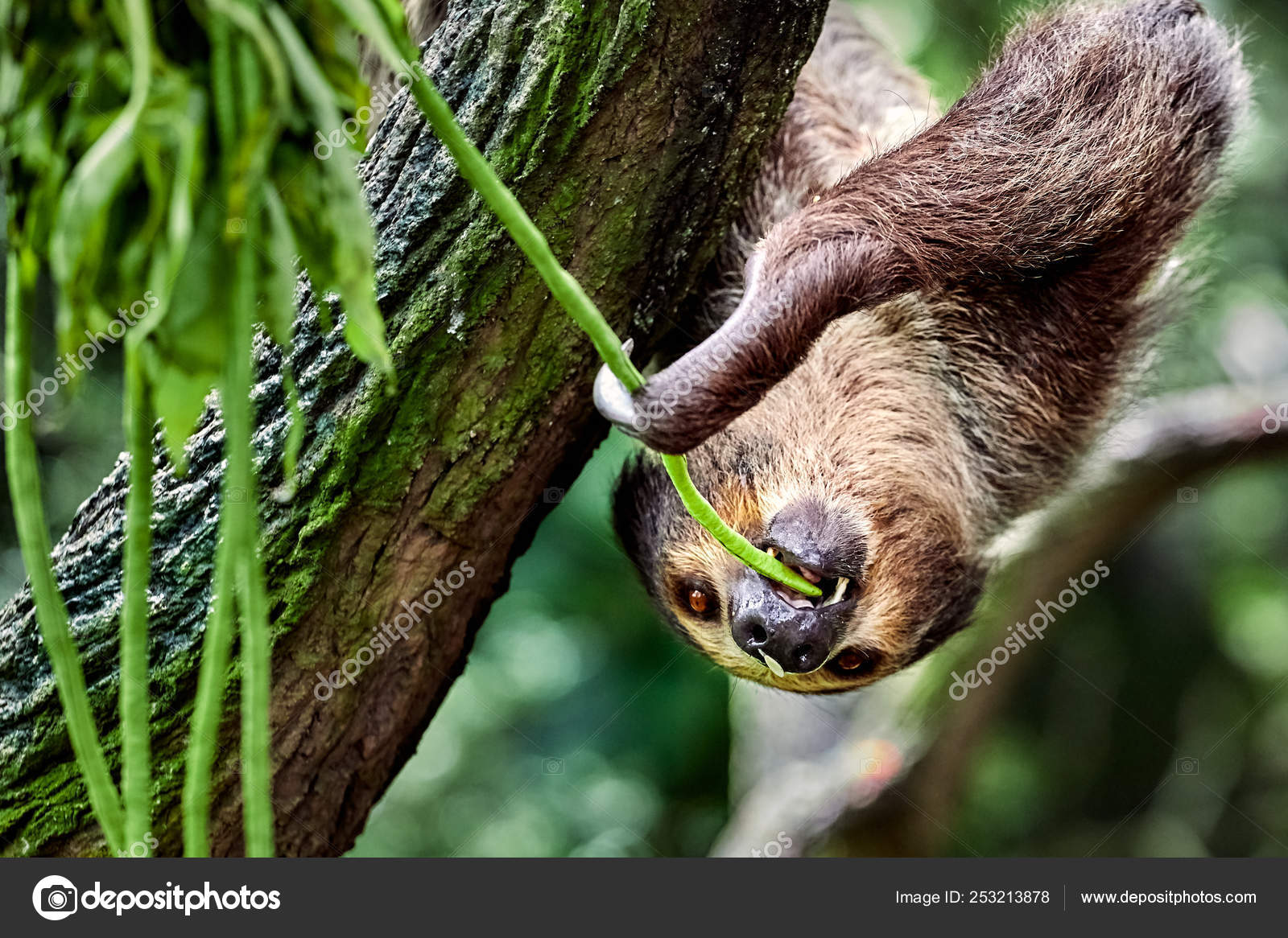 Sloth Eating