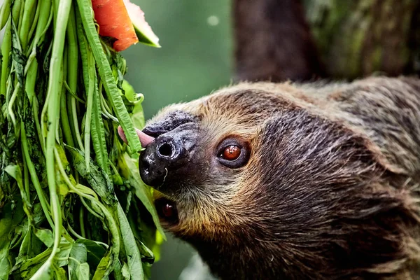 Sloth Eating Leaves