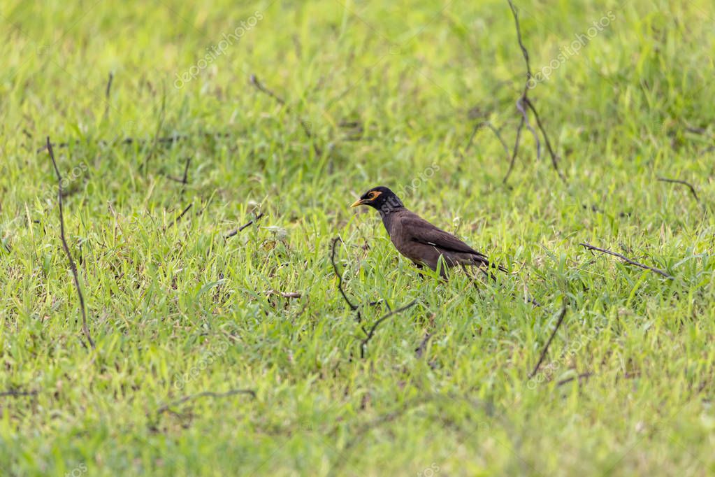 El Myna común es marrón con una cabeza negra. Tiene un pico amarillo ...