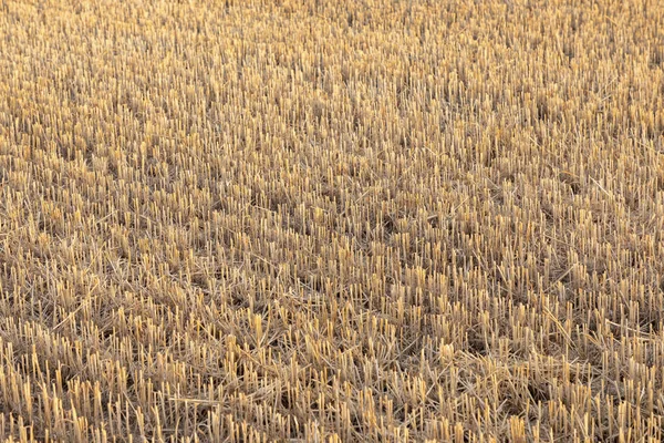 Dead wheat field Stock Photos, Royalty Free Dead wheat field Images ...