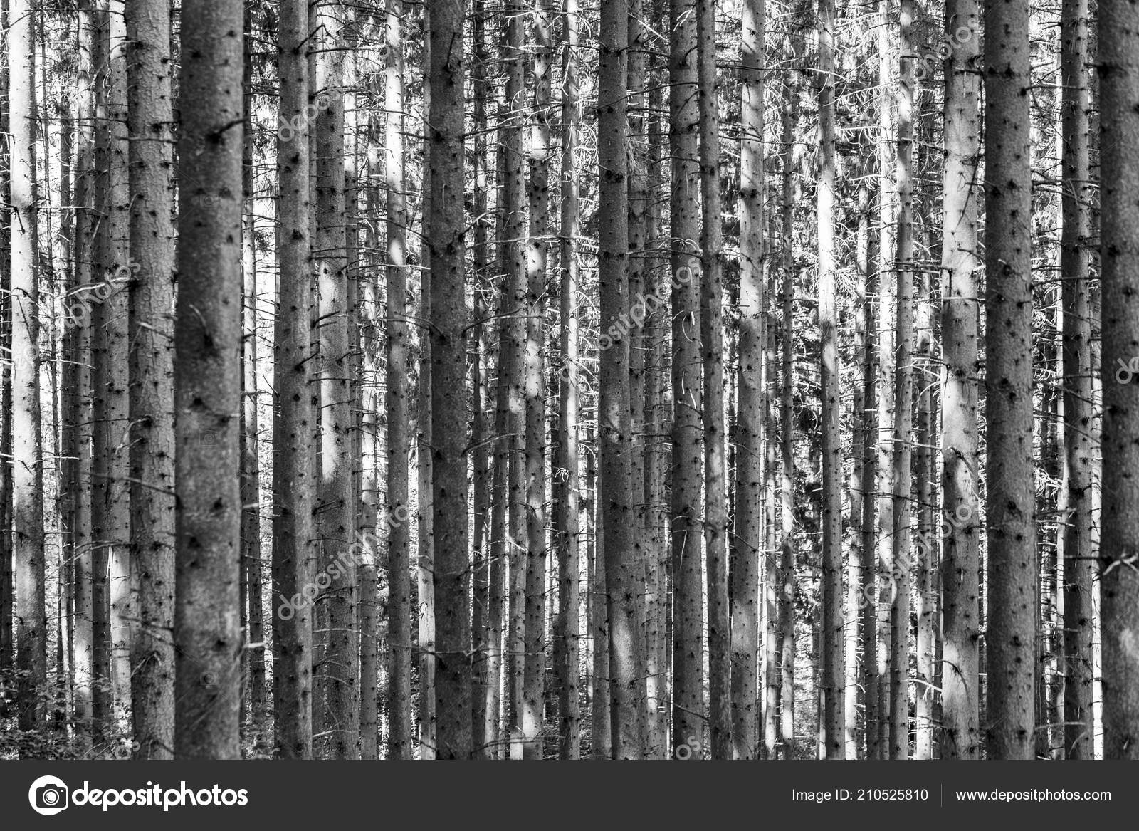 Trees Forest Vertical Structure Nature Background Stock Photo by ...