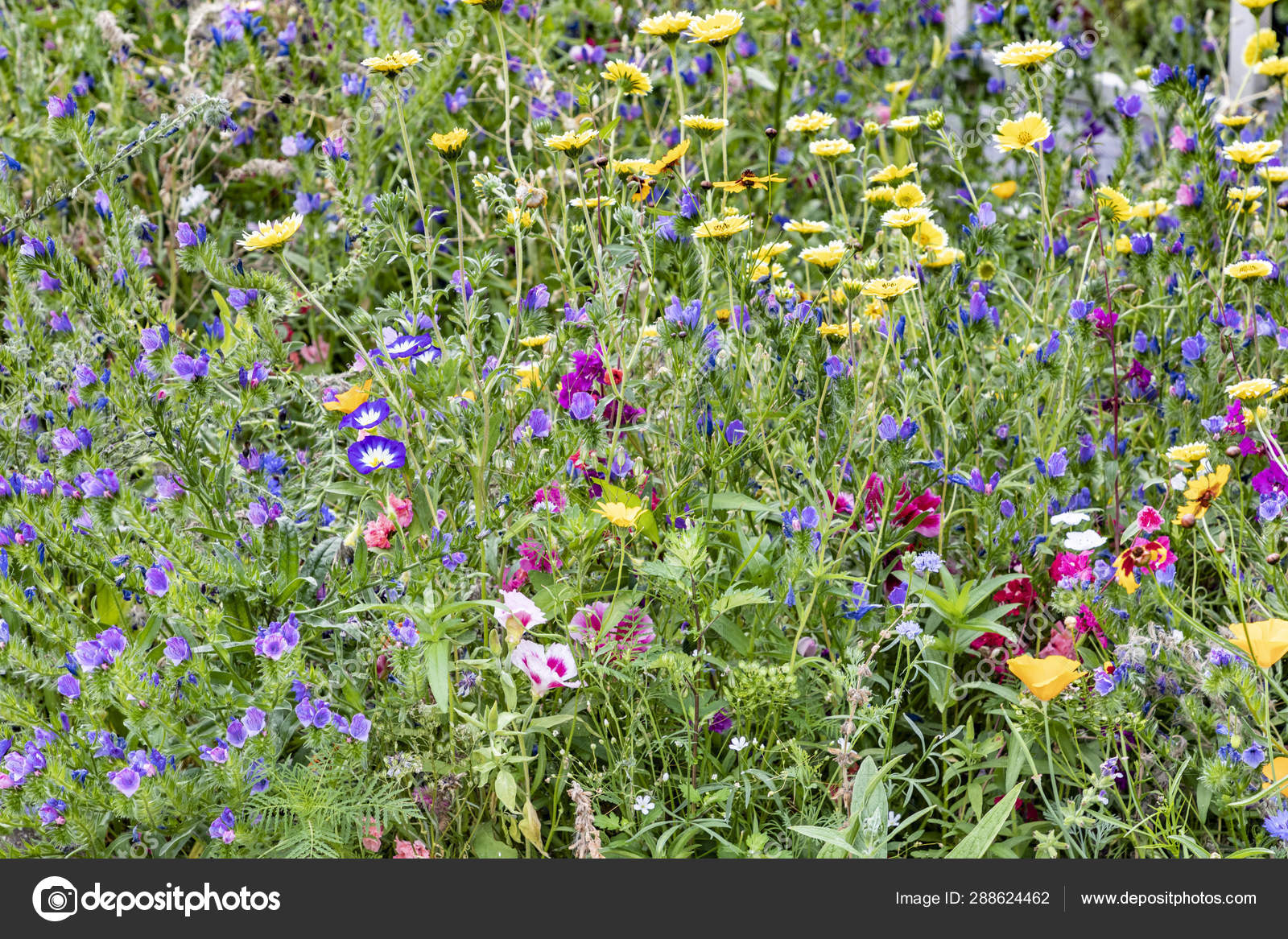 Blooming colorful wildflower meadow Stock Photo by ©Hackman 288624462