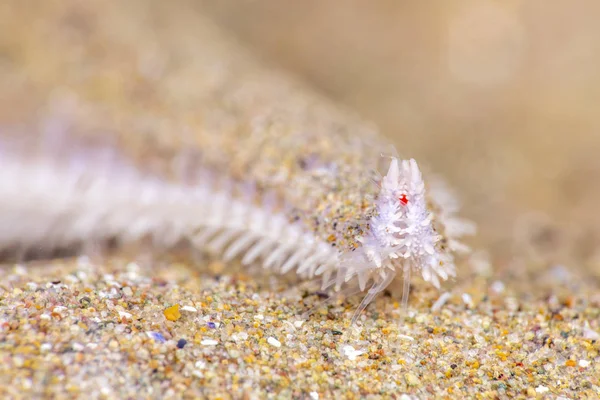 Marine polychaete worm Stock Photos, Royalty Free Marine polychaete ...