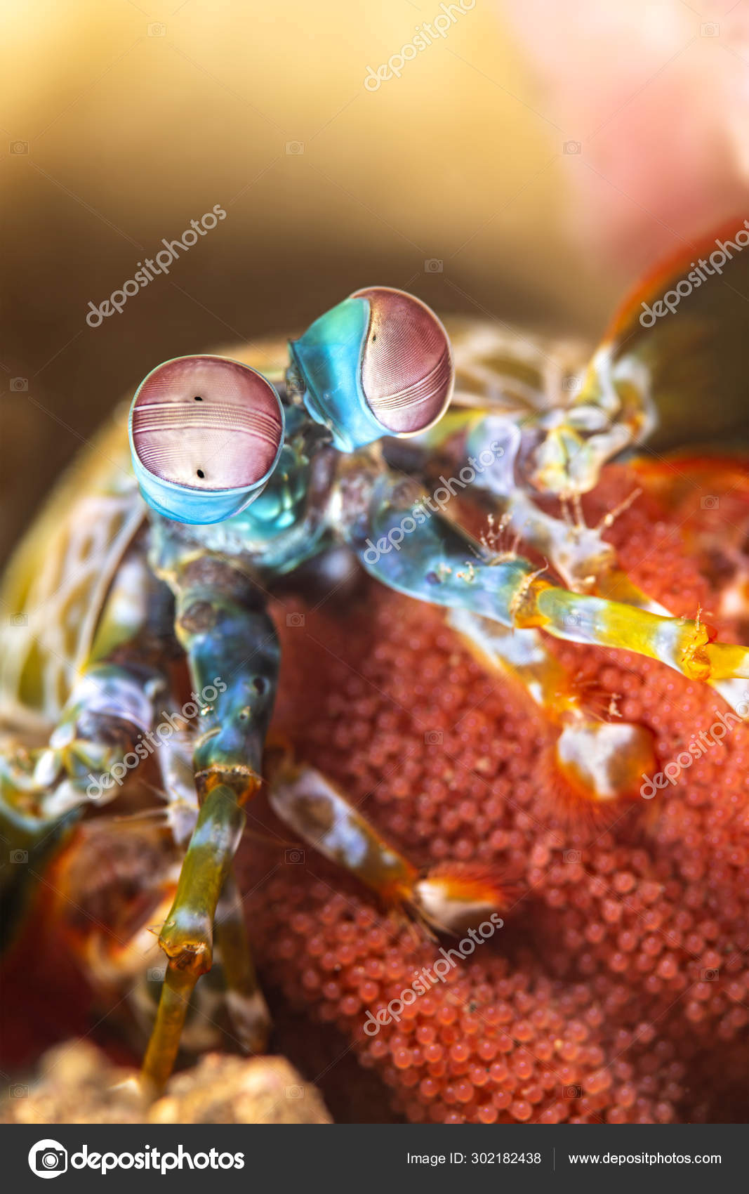 Mantis Shrimp with Egg Brood Stock Photo by ©kelpfish 302182438