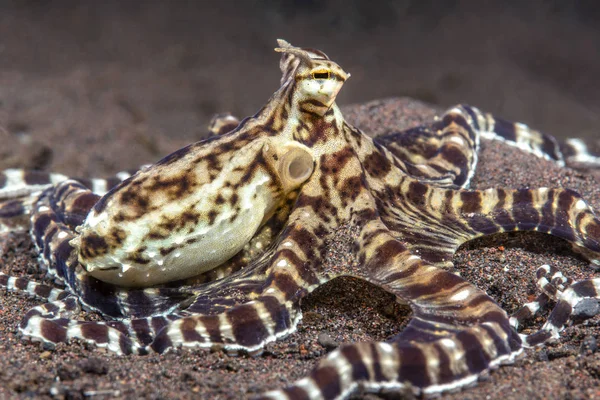 Mimic octopus Stock Photos, Royalty Free Mimic octopus Images ...