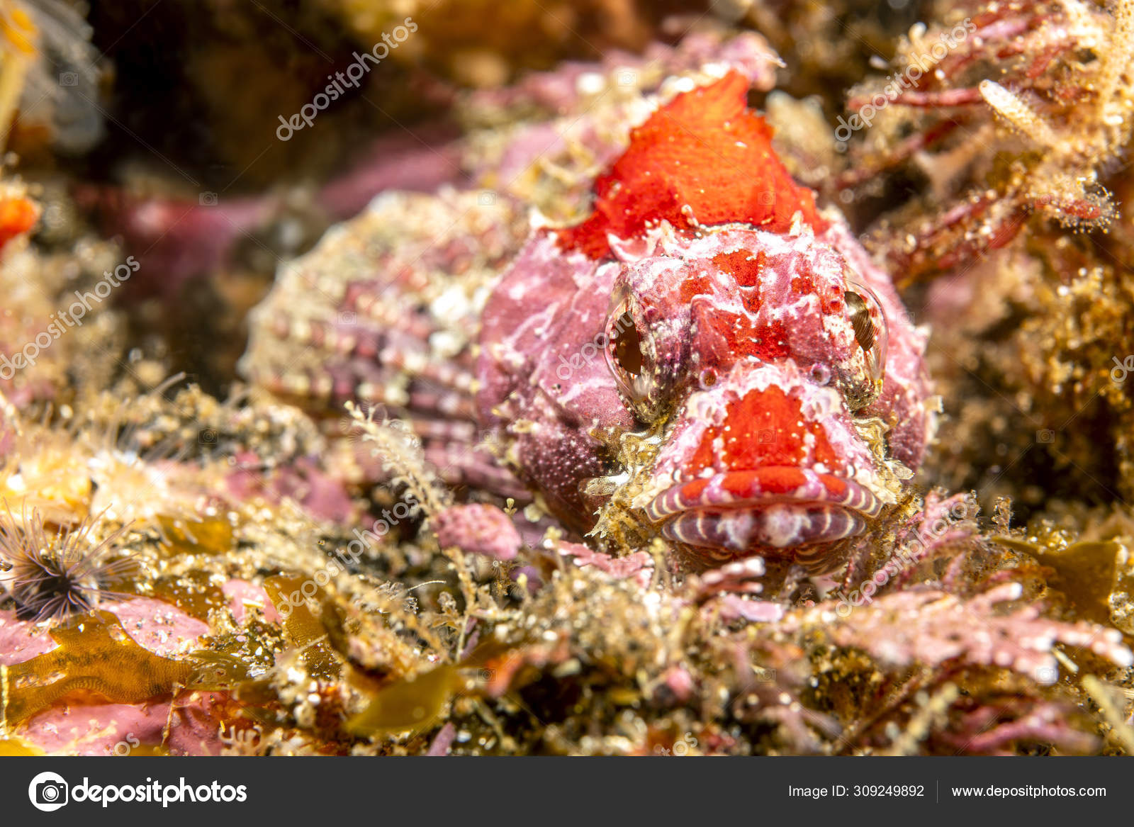 Red Sculpin Fish