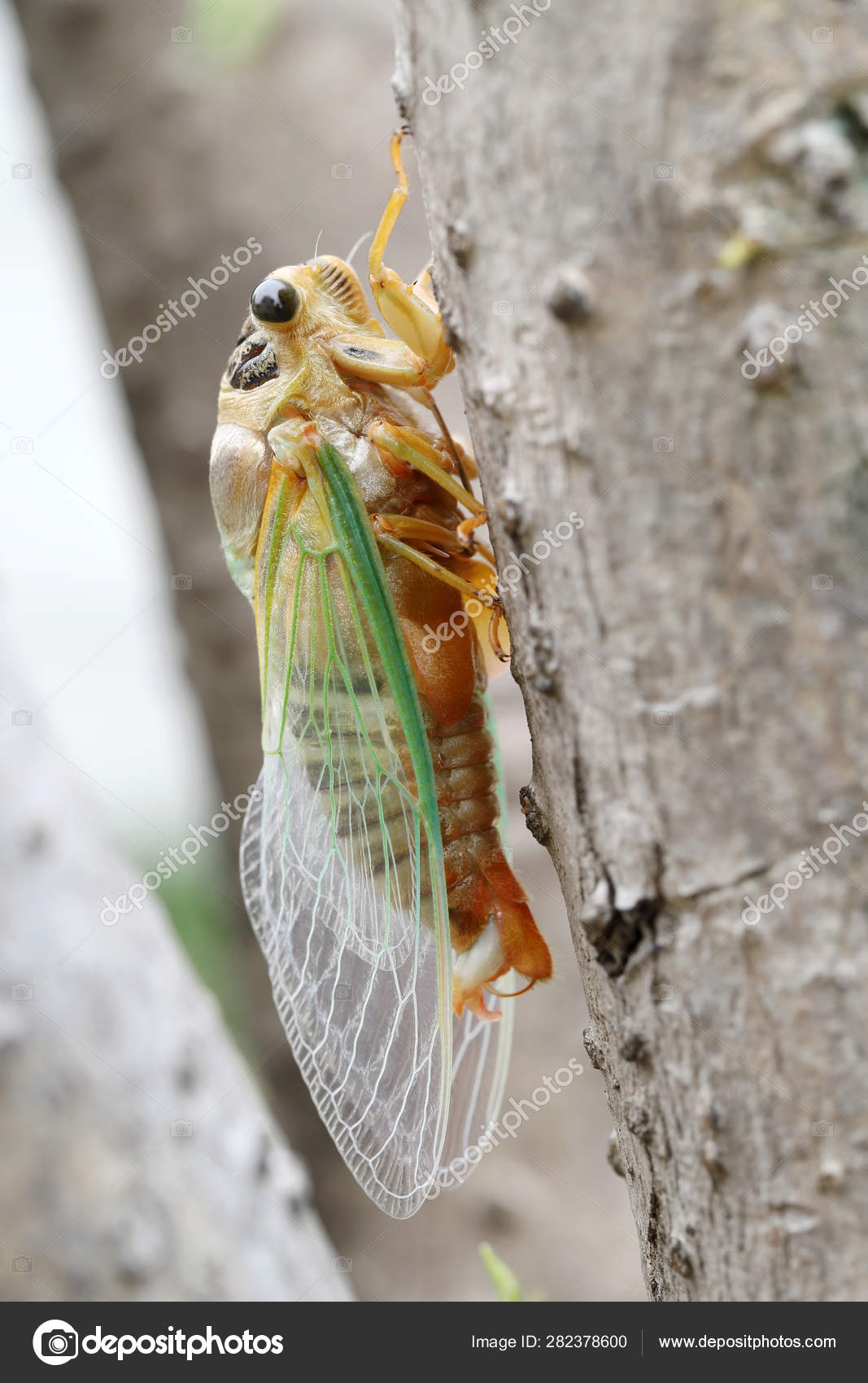 Macro Image Newly Cicada Molting Process Stock Photo by ©akiyoko74 ...