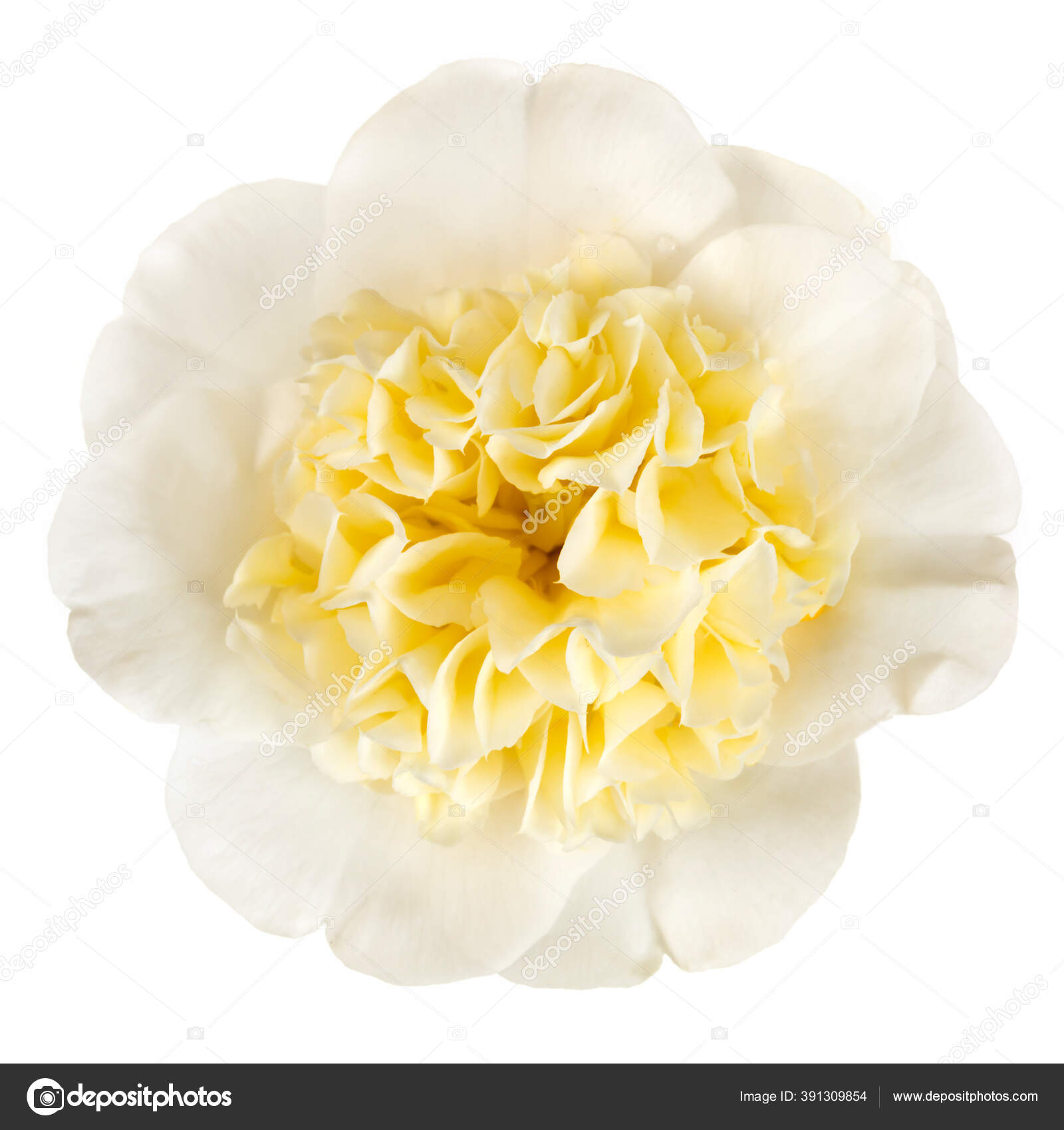 Yellow Camellia Flower