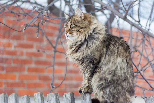 Canadian bobcat Stock Photos, Royalty Free Canadian bobcat Images ...