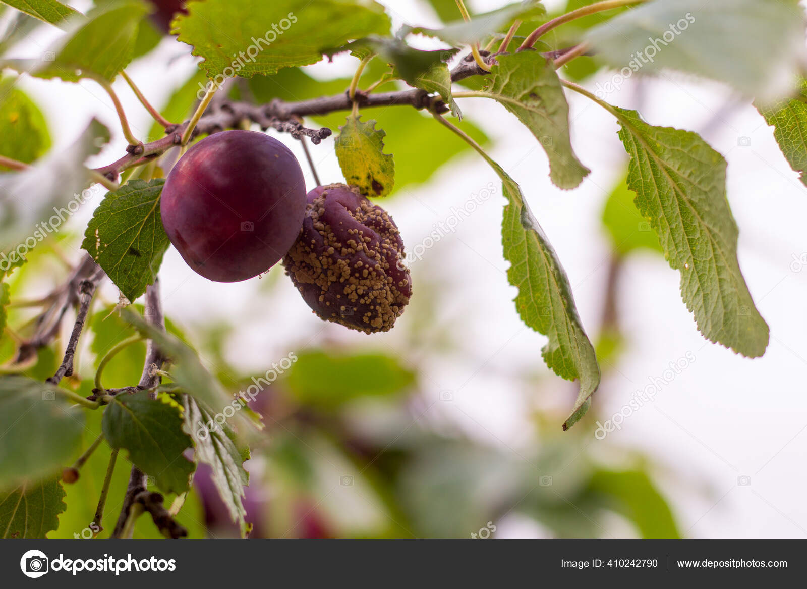 Moldy Plums Tree Infected Fungal Disease Monilinia Fructicola Brown Rot ...