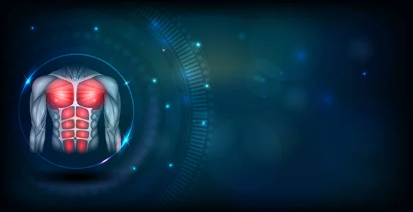 Muscles of the human body, torso and arms, beautiful colorful ...