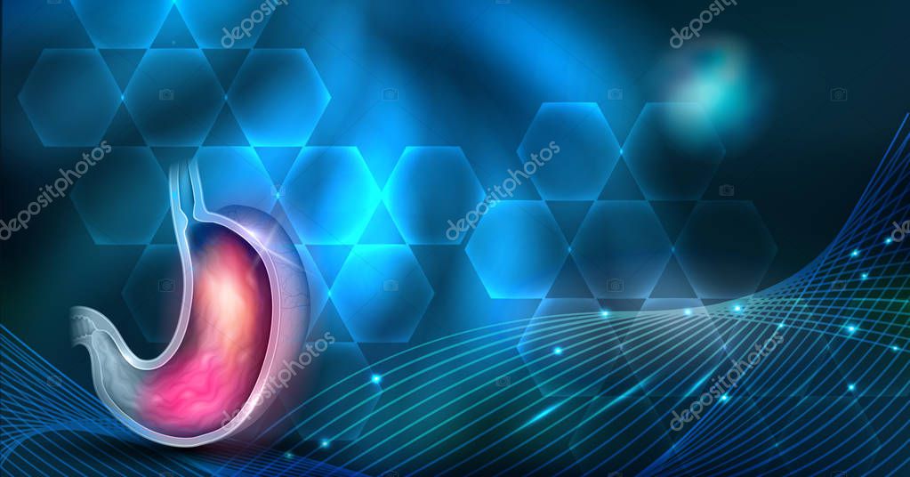 Anatomía Del Estómago Sección Transversal Hermoso Diseño Brillante ...