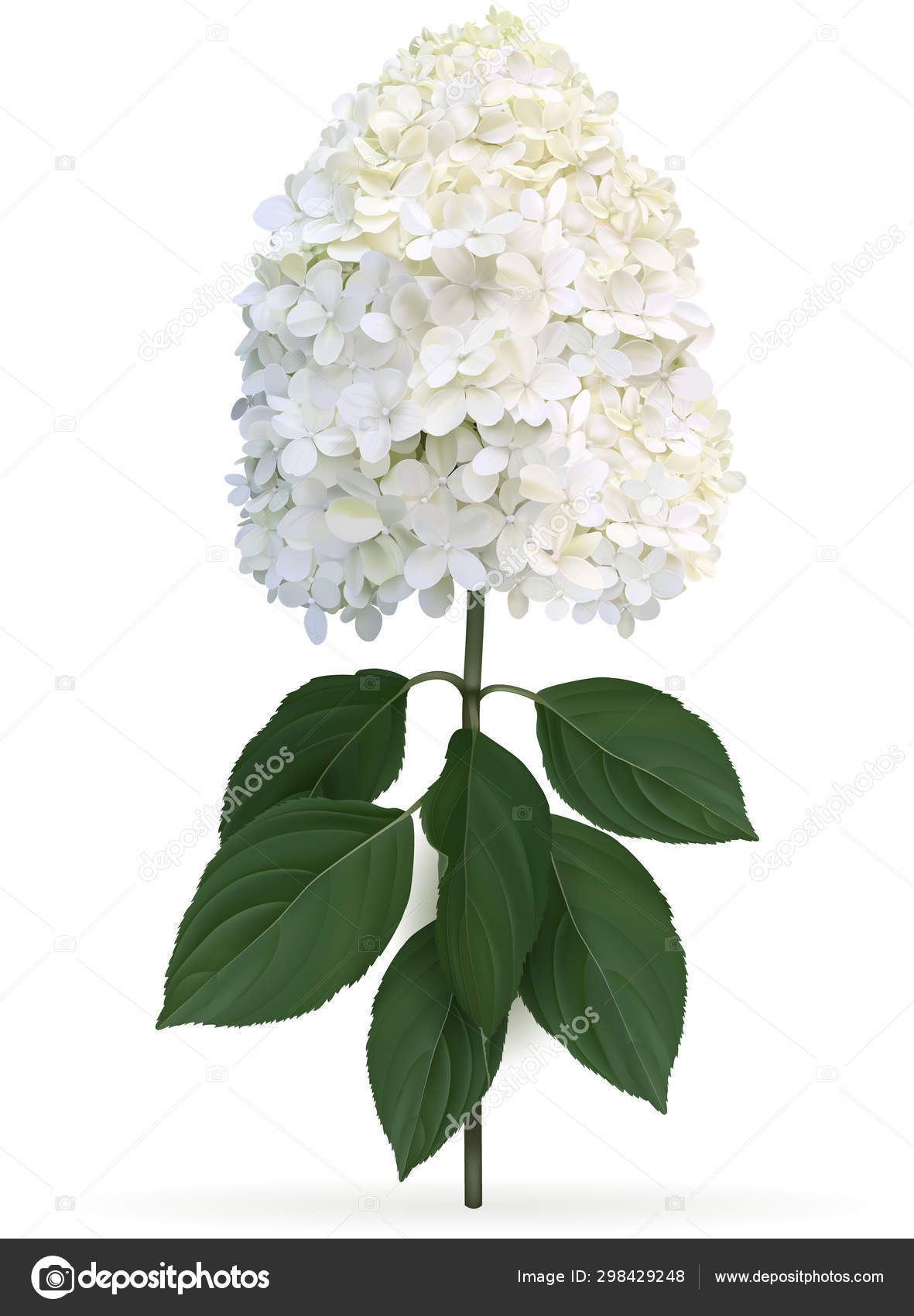 Hydrangea paniculata Limelight Stock Vector Image by ©megija #298429248