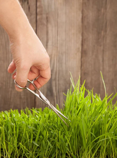 Man Cuts Grass Lawn Scissors Fresh Cut Lawn Stock Photo by ©chepko ...