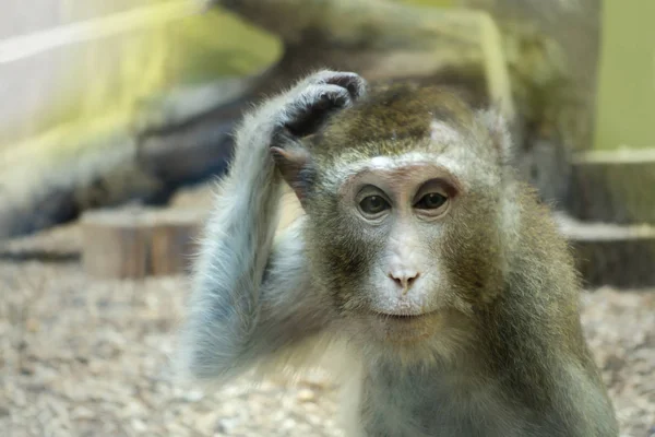 Monkey scratching head Stock Photos, Royalty Free Monkey scratching ...