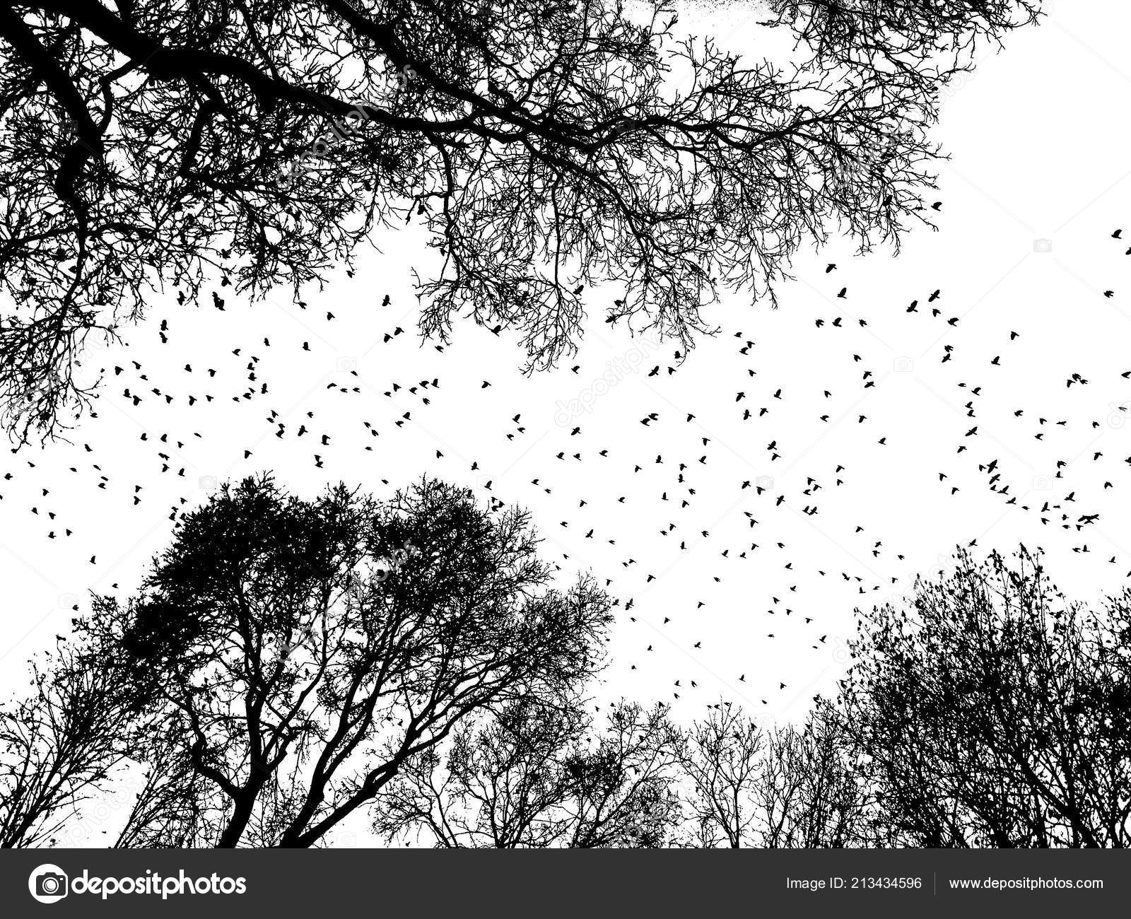 Black And White Trees And Birds