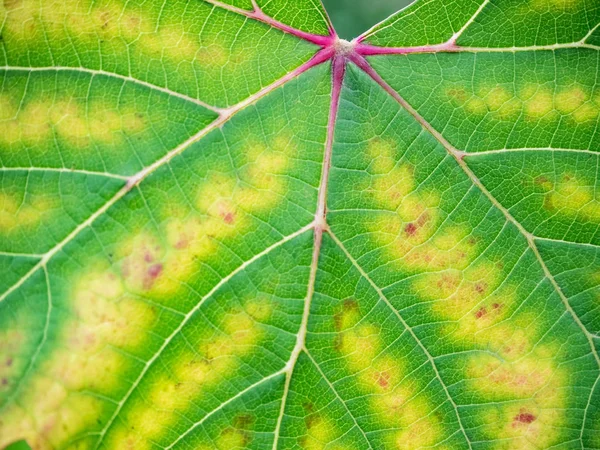 Chlorosis Stock Photos, Royalty Free Chlorosis Images | Depositphotos®