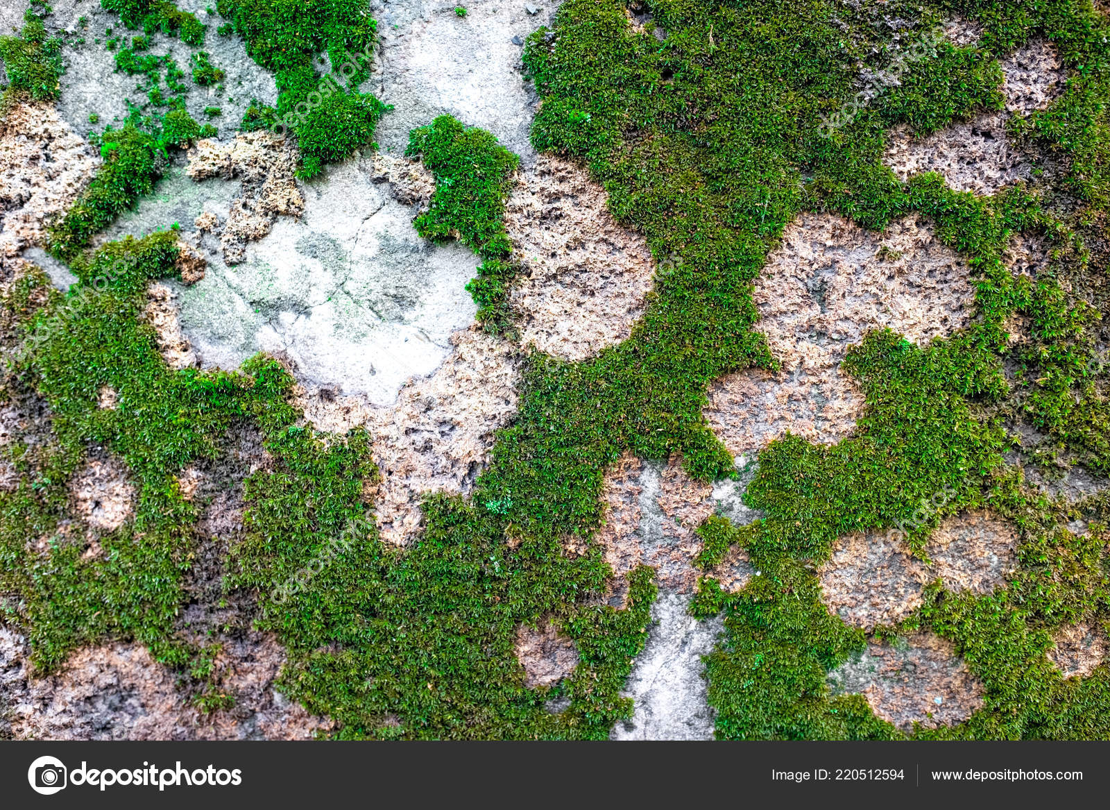 Moss Mold Weathered Concrete Wall Surface — Stock Photo ...