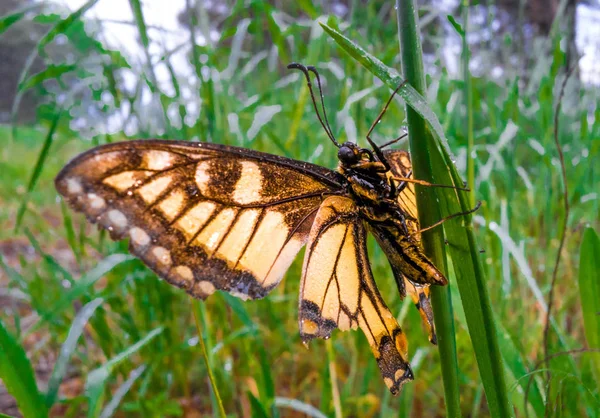 Mariposa con un ala roto fotos de stock, imágenes de Mariposa con un ...