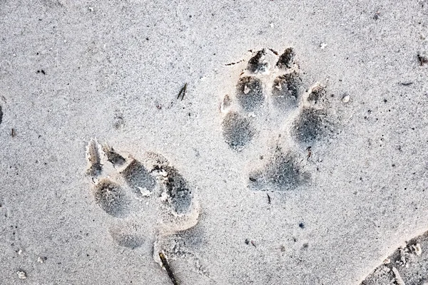 Wolf Tracks Vs Dog Tracks