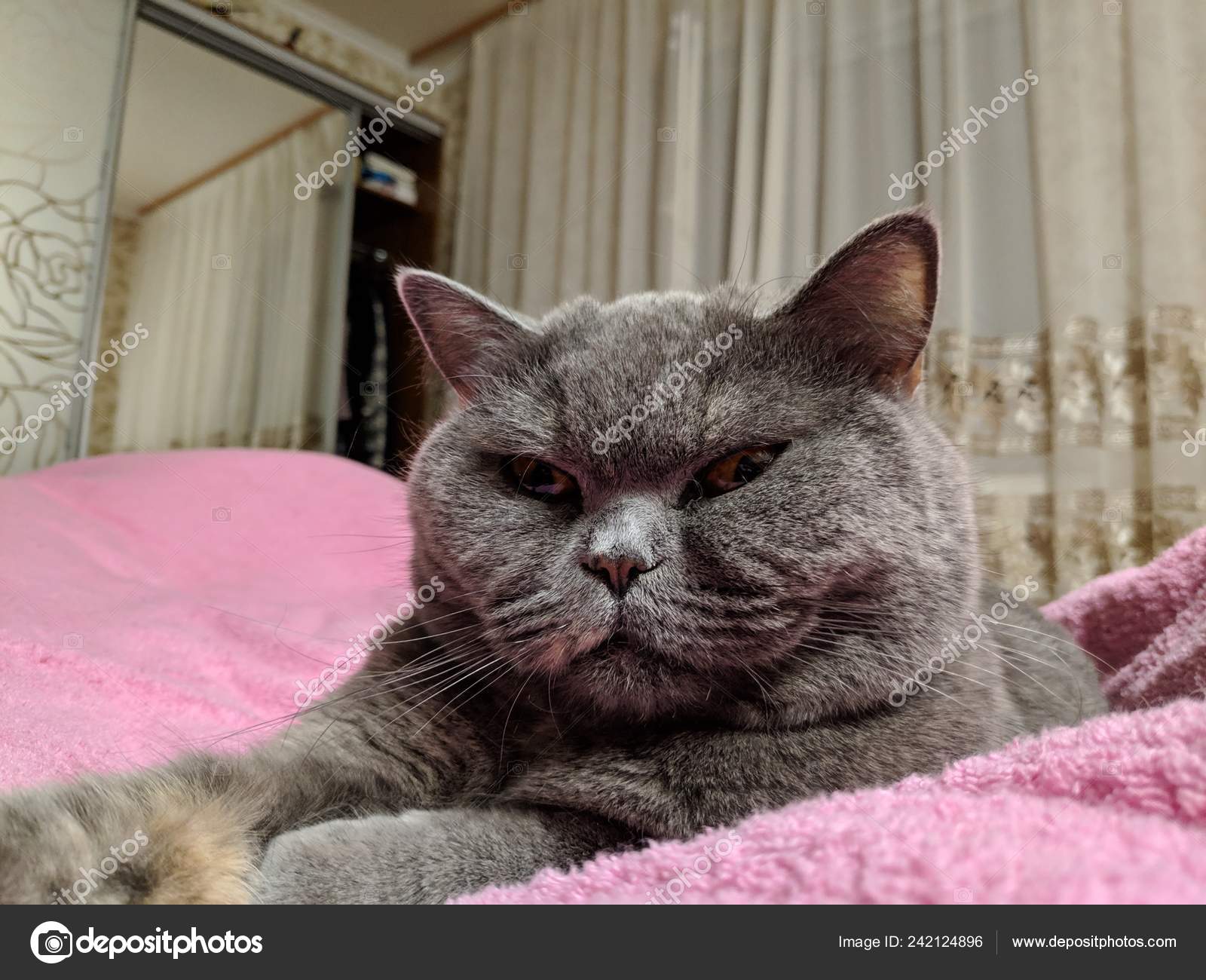 Very Angry Cat Face — Stock Photo © fotolubitel2017 #242124896