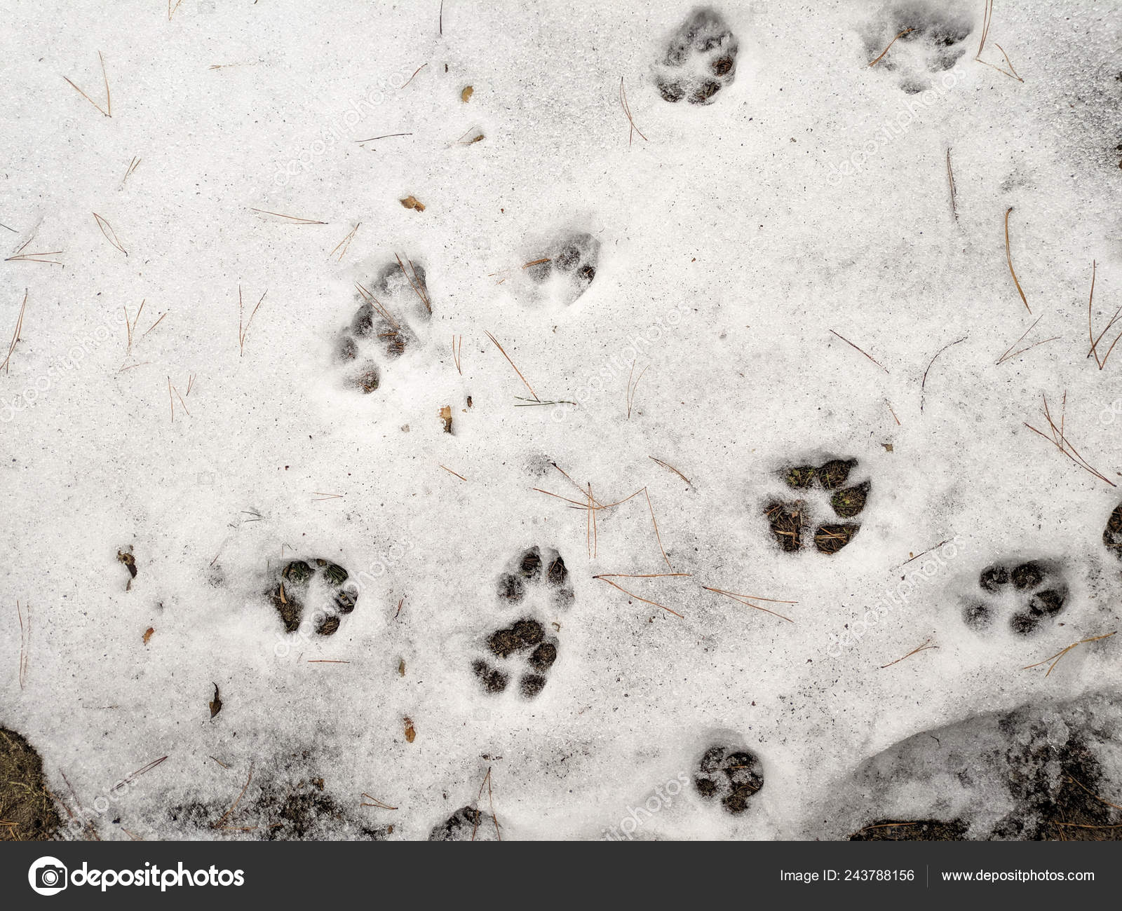 Paw Prints Snow Paws Dog Wolf ⬇ Stock Photo, Image by © fotolubitel2017 ...