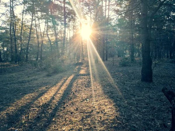 spring landscape in the forest, the sun's rays between the trees, the ...