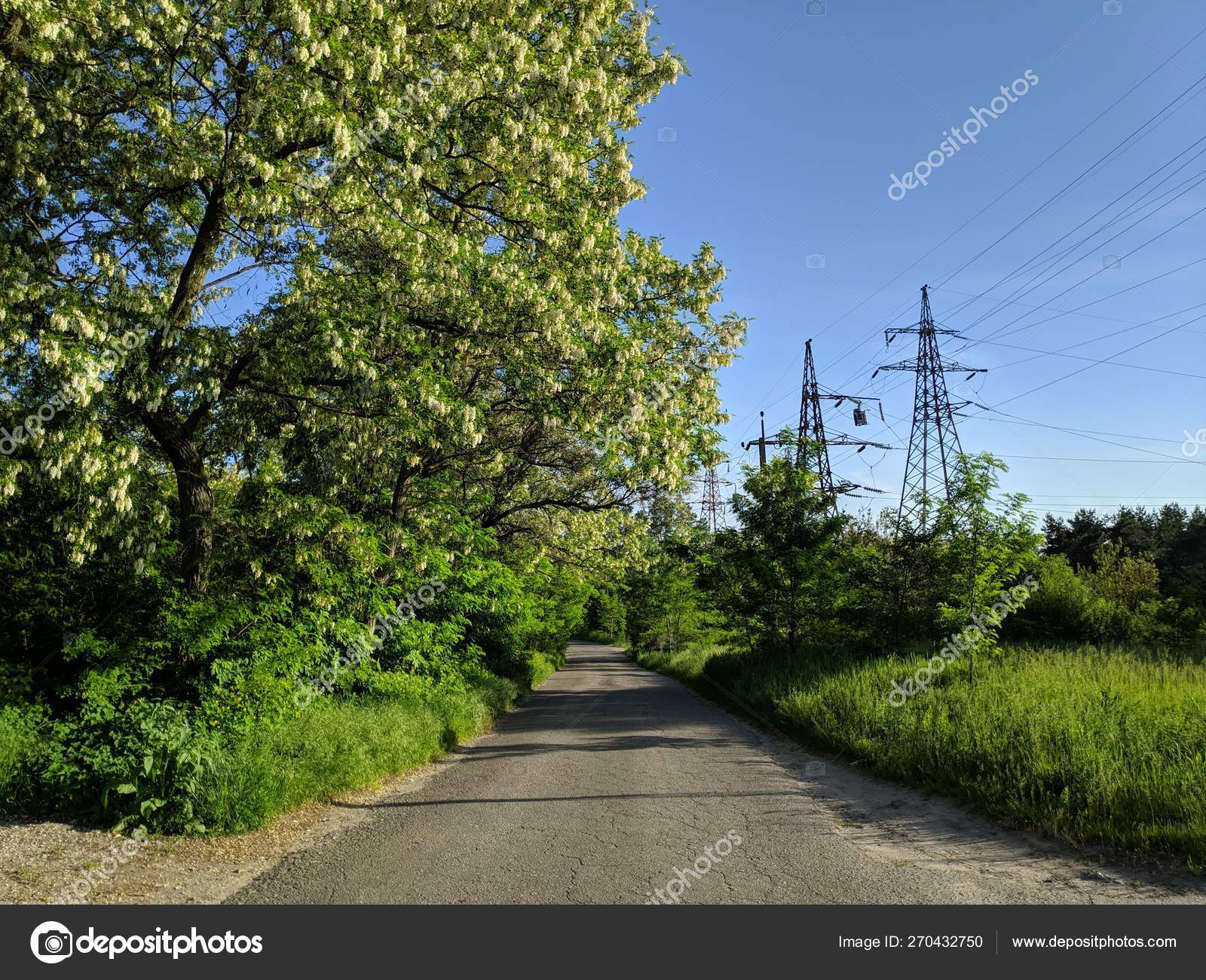 Green Acacia Trees Old Tree Branches Stock Photo by ©fotolubitel2017 ...